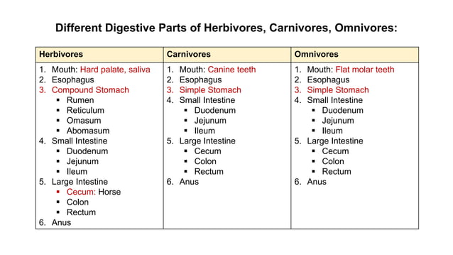 Digestive parts of Herbivores, Carnivores and Omnivores.pptx | Pet ...