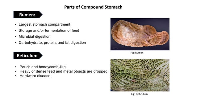 Digestive parts of Herbivores, Carnivores and Omnivores.pptx | Pet ...