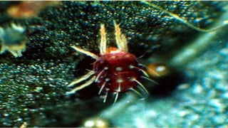 European Red Mite | PPT