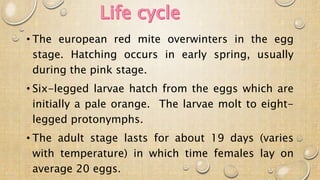 European Red Mite | PPT