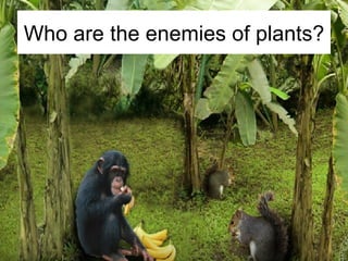 plant protect themselves | PPT