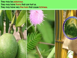 plant protect themselves | PPT