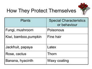 plant protect themselves | PPT
