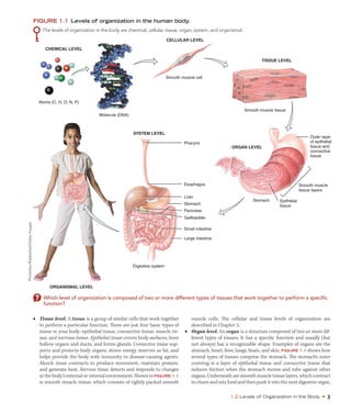 (Original PDF) Human Physiology by Bryan H. Derrickson | PDF