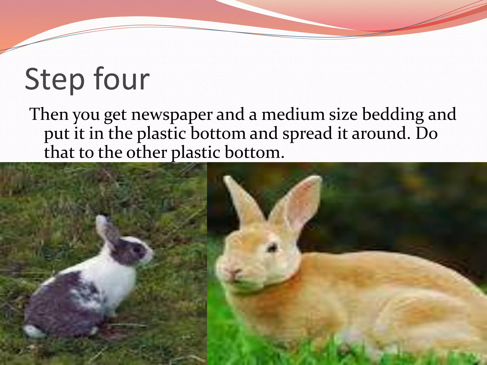 How to Take Care of Rabbits | PPTX