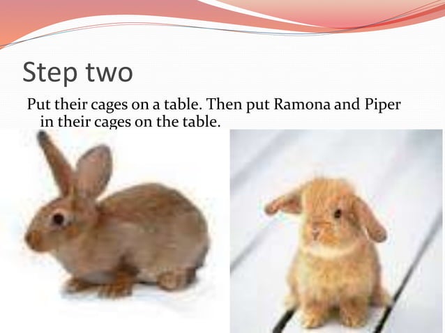 How to Take Care of Rabbits | PPTX | Pets