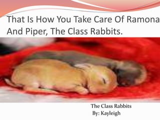 How to Take Care of Rabbits | PPTX