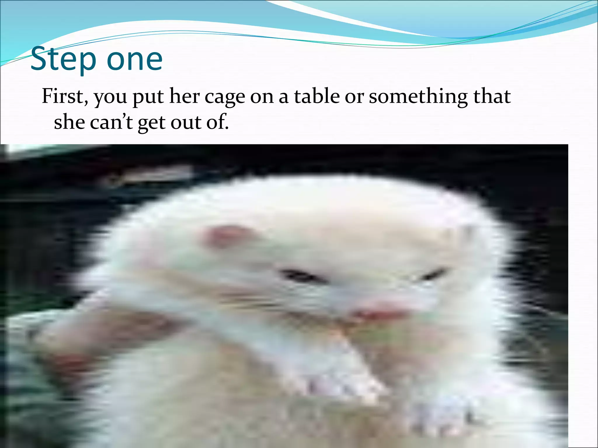How to Take Care of Ferrets | PPT