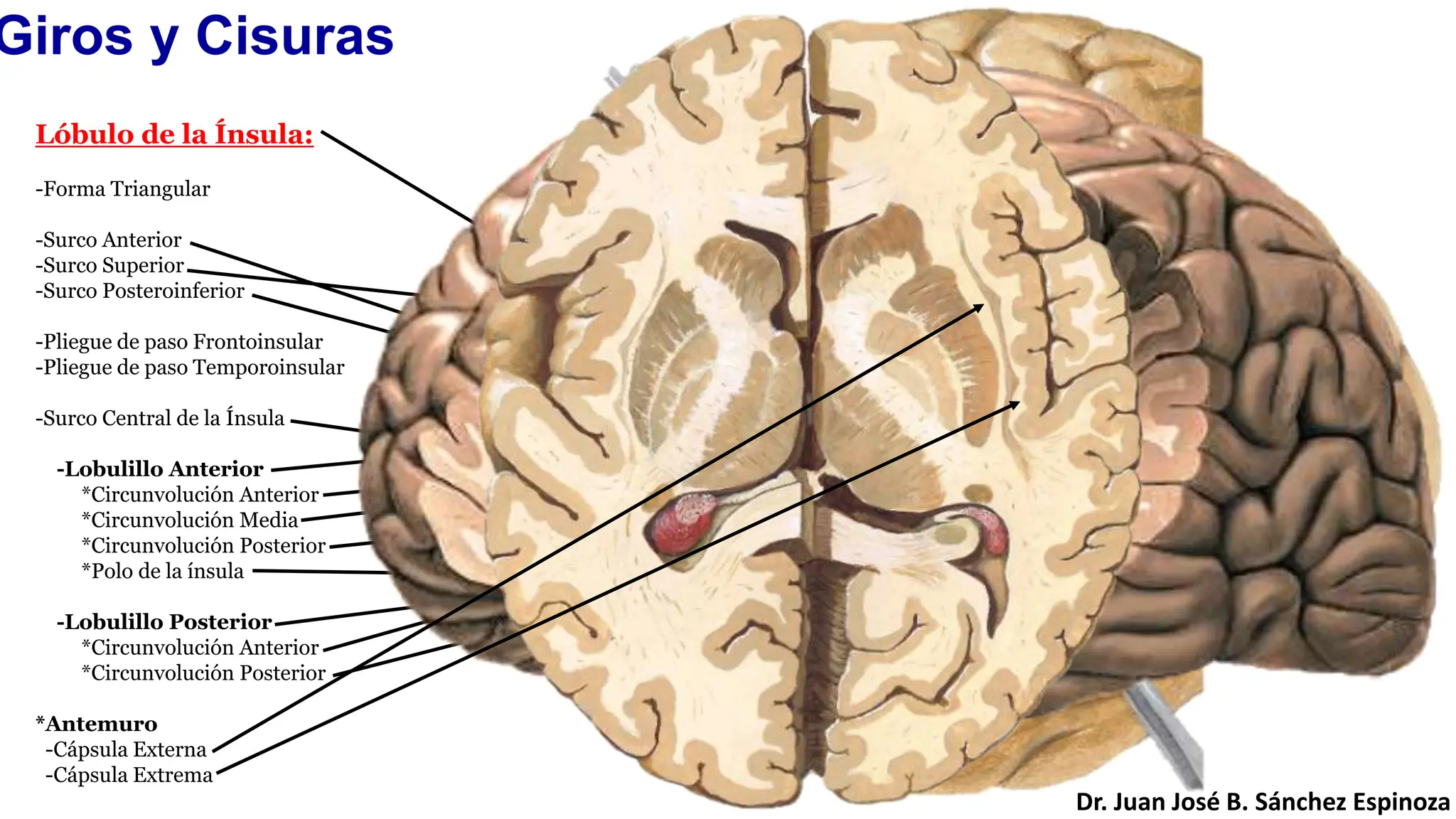 215.Canal - Anatomía del Telencéfalo 2 - Circunvoluciones, Cisuras.pptx