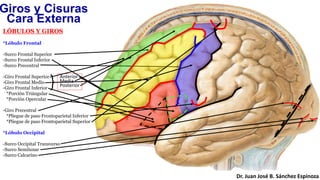 215.Canal - Anatomía del Telencéfalo 2 - Circunvoluciones, Cisuras.pptx
