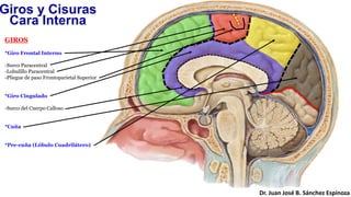 215.Canal - Anatomía del Telencéfalo 2 - Circunvoluciones, Cisuras.pptx
