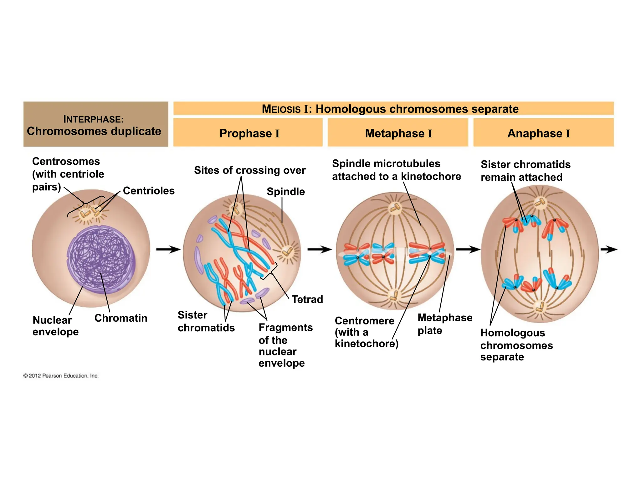 215344cell cycle-mitosis- meiosis slides, 3 rd semester morning biopass ...