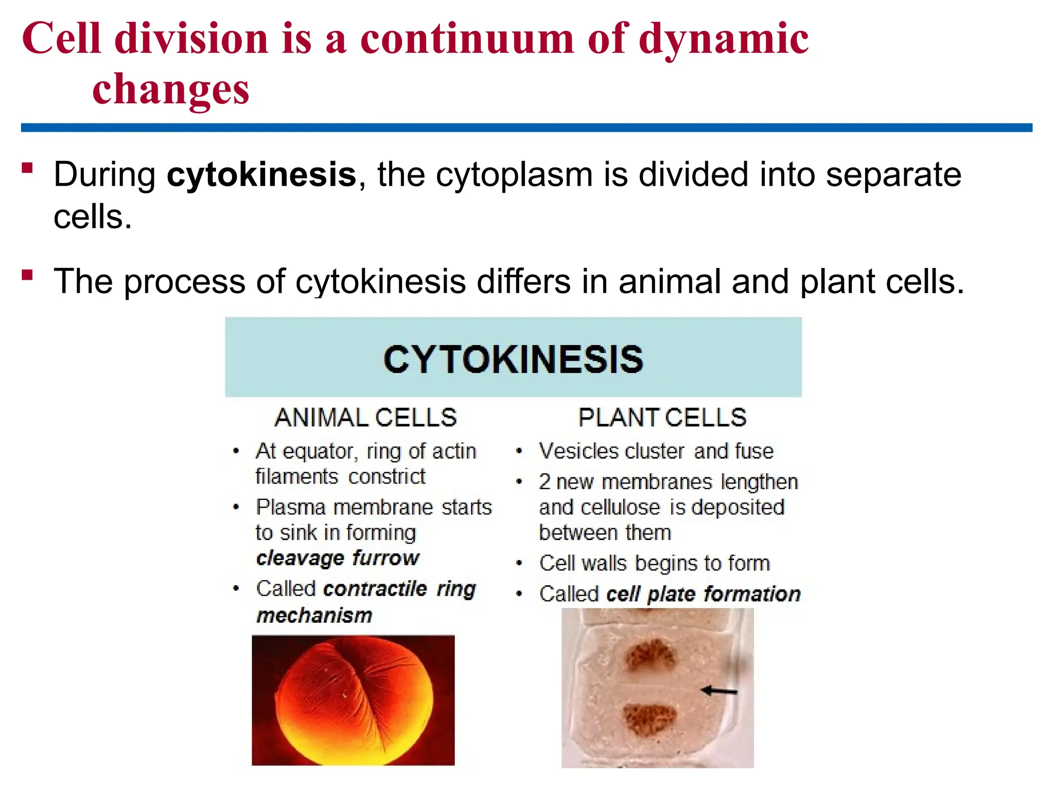 215344cell cycle-mitosis- meiosis slides, 3 rd semester morning biopass ...