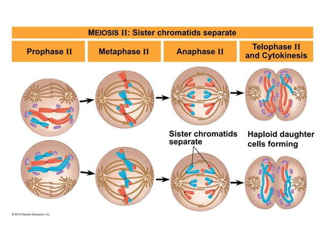 215344cell cycle-mitosis- meiosis slides, 3 rd semester morning biopass ...