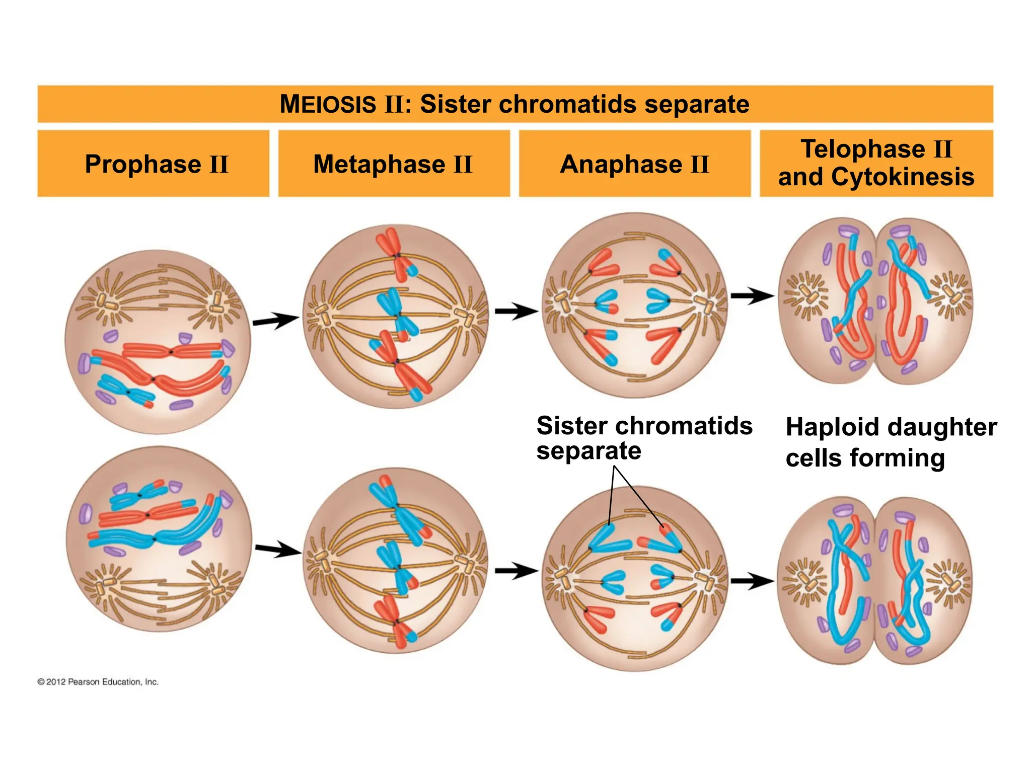 215344cell cycle-mitosis- meiosis slides, 3 rd semester morning biopass ...