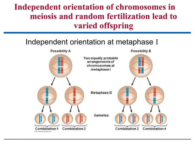 215344cell cycle-mitosis- meiosis slides, 3 rd semester morning biopass ...