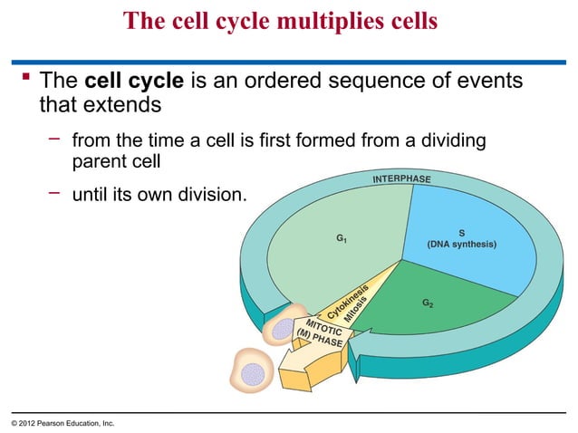 215344cell cycle-mitosis- meiosis slides, 3 rd semester morning biopass ...