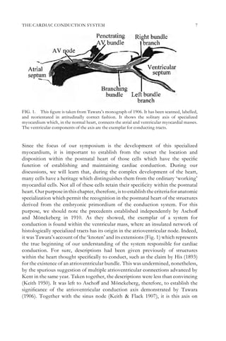 Development Of The Cardiac Conduction System Novartis Foundation ...