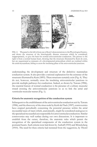 Development Of The Cardiac Conduction System Novartis Foundation ...