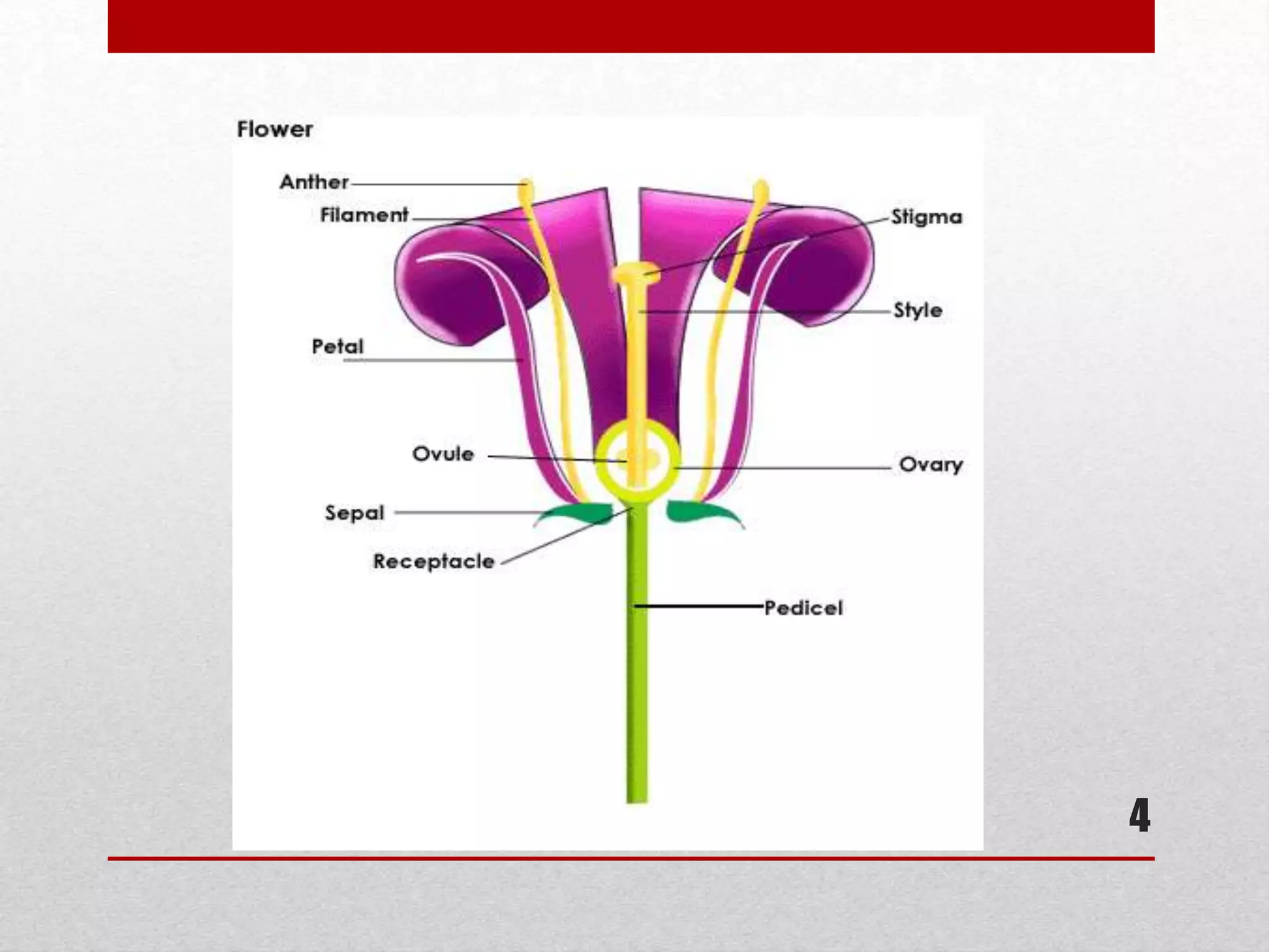 215962739-5-a-Floral-Formulas-and-Diagrams.ppt