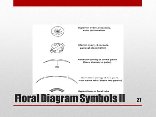 215962739-5-a-Floral-Formulas-and-Diagrams.ppt