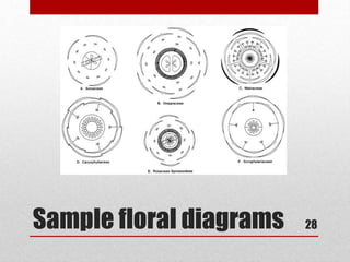 215962739-5-a-Floral-Formulas-and-Diagrams.ppt