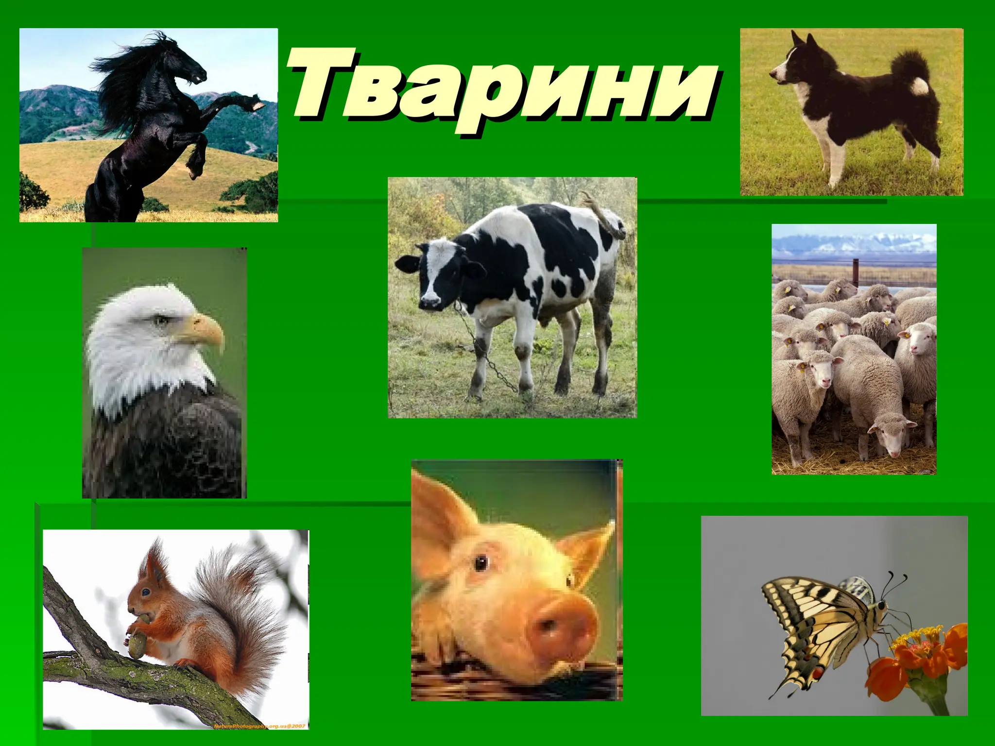 21733-prezentaciya-na-temu-zoologiya.ppt