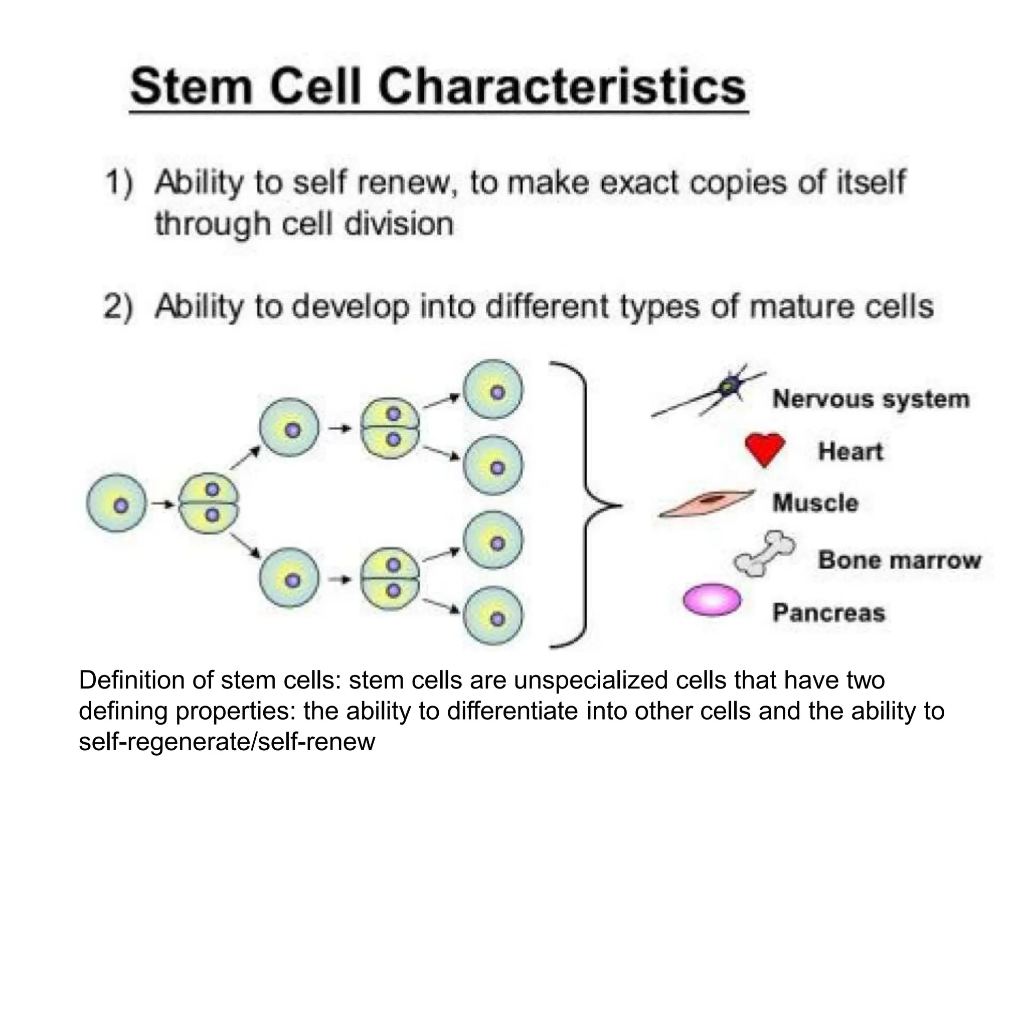 217895499-Stem-Cells and many more .pptx