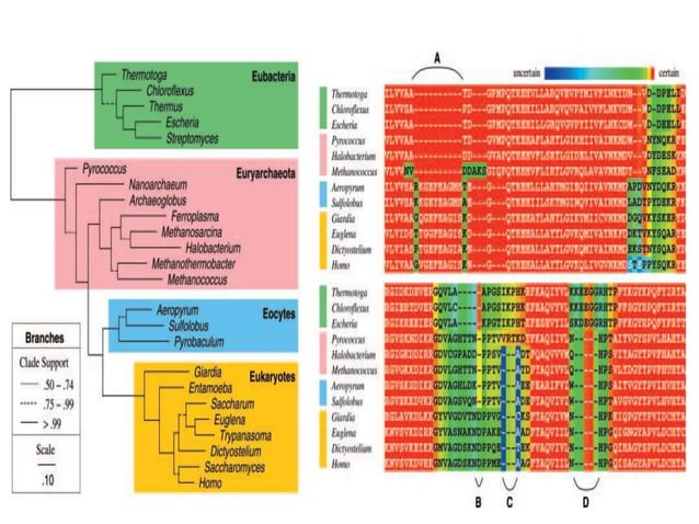 Molecular basis of evolution and softwares used in phylogenetic tree ...
