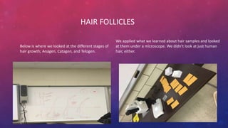 Crime Scene Investigation Portfolio | PPTX