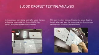 Crime Scene Investigation Portfolio | PPTX