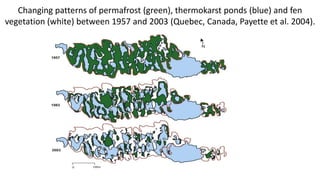 Peatland & Permafrost: a cool relationship | PPT