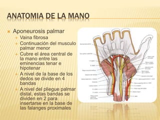 21 ANATOMIA QUIRURGICA DE LA MANO.ppsx