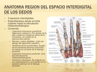 21 ANATOMIA QUIRURGICA DE LA MANO.ppsx