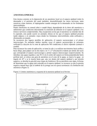Anestesia Locorregional en Rumiantes | PDF