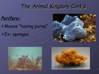 21 animal kingdom | PPT