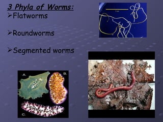 21 animal kingdom | PPT