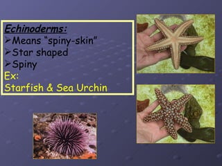 21 animal kingdom | PPT