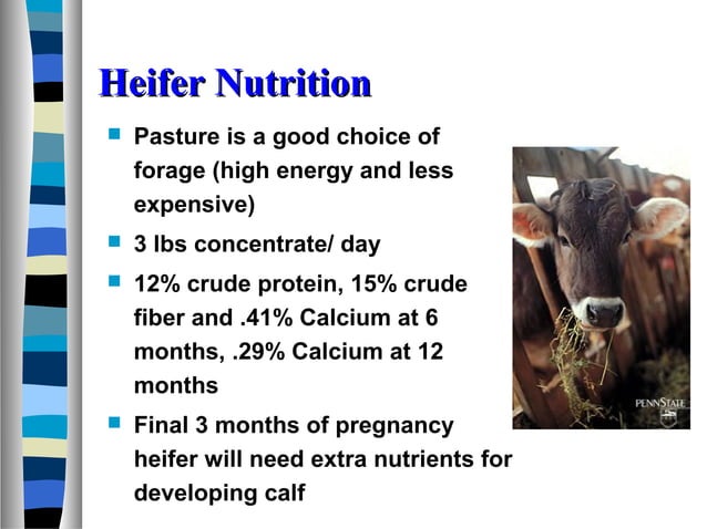 21 animal nutrition and feeds | PPT | Pet Supplies | Pets