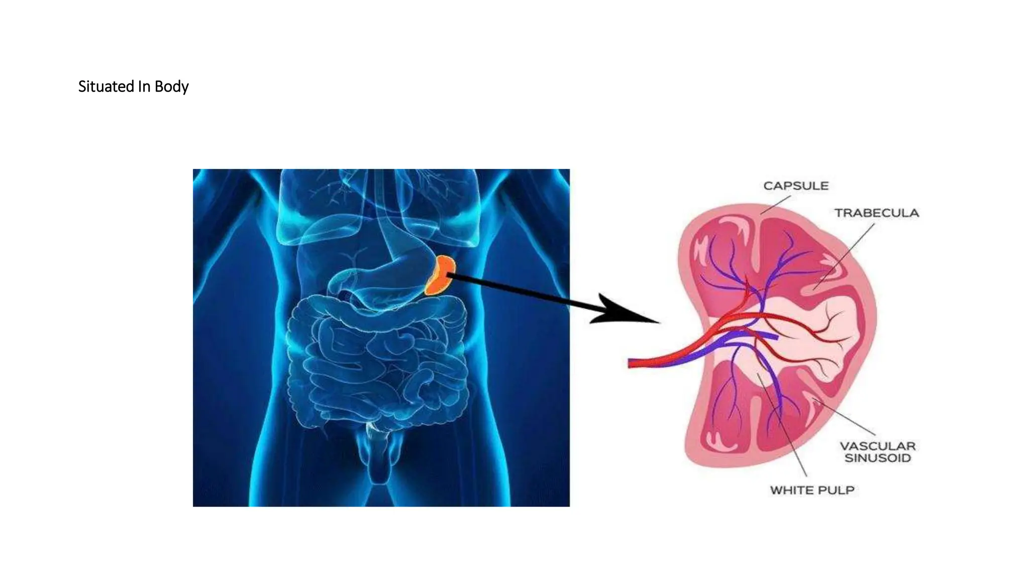 Spleen Anatomy | PPTX