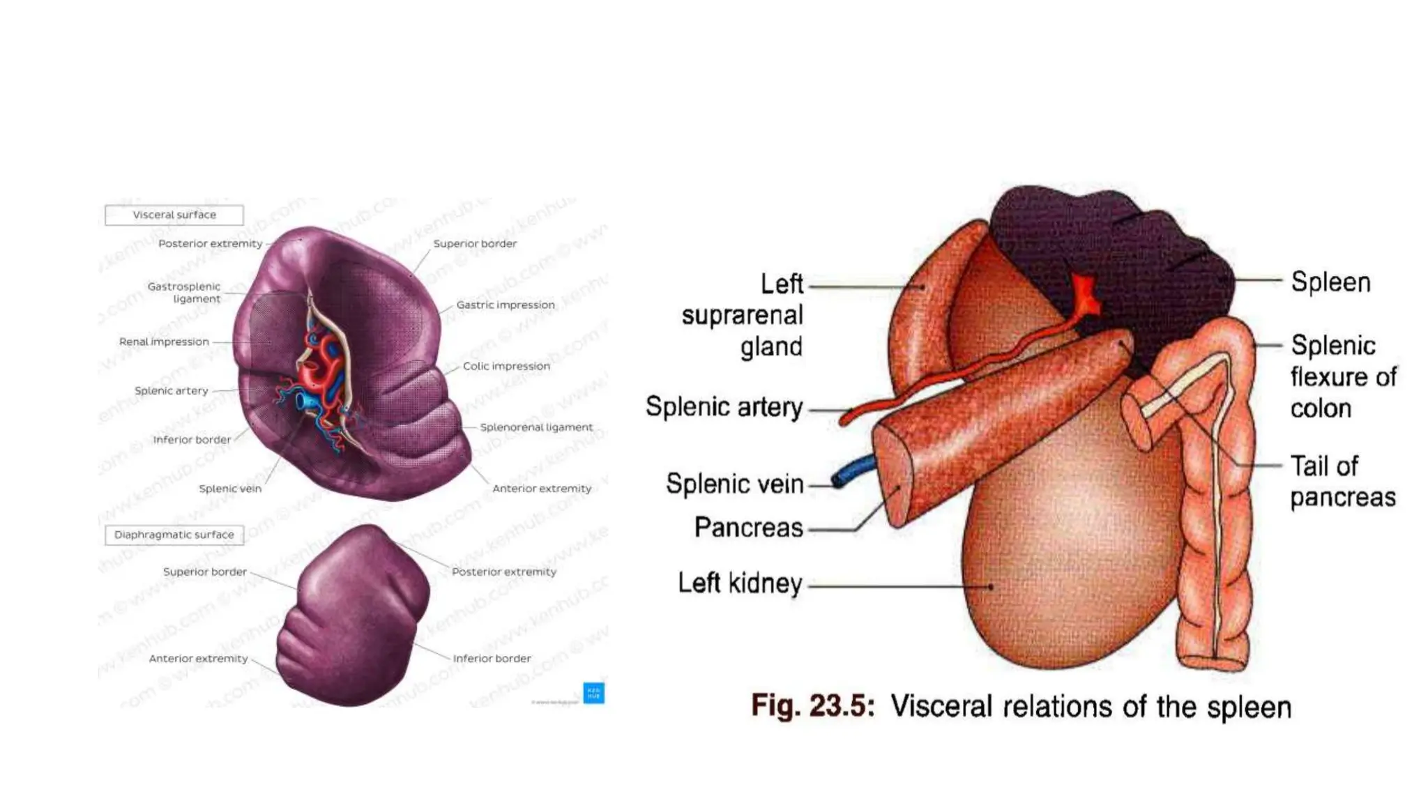 Spleen Anatomy | PPTX