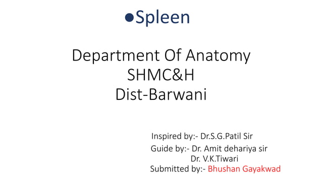 Spleen Anatomy | PPTX