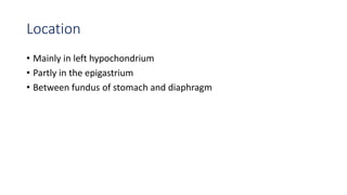 Spleen Anatomy | PPTX