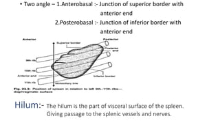 Spleen Anatomy | PPTX