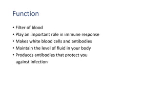 Spleen Anatomy | PPTX