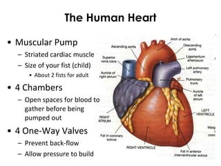 Cardiovascular System | PPT