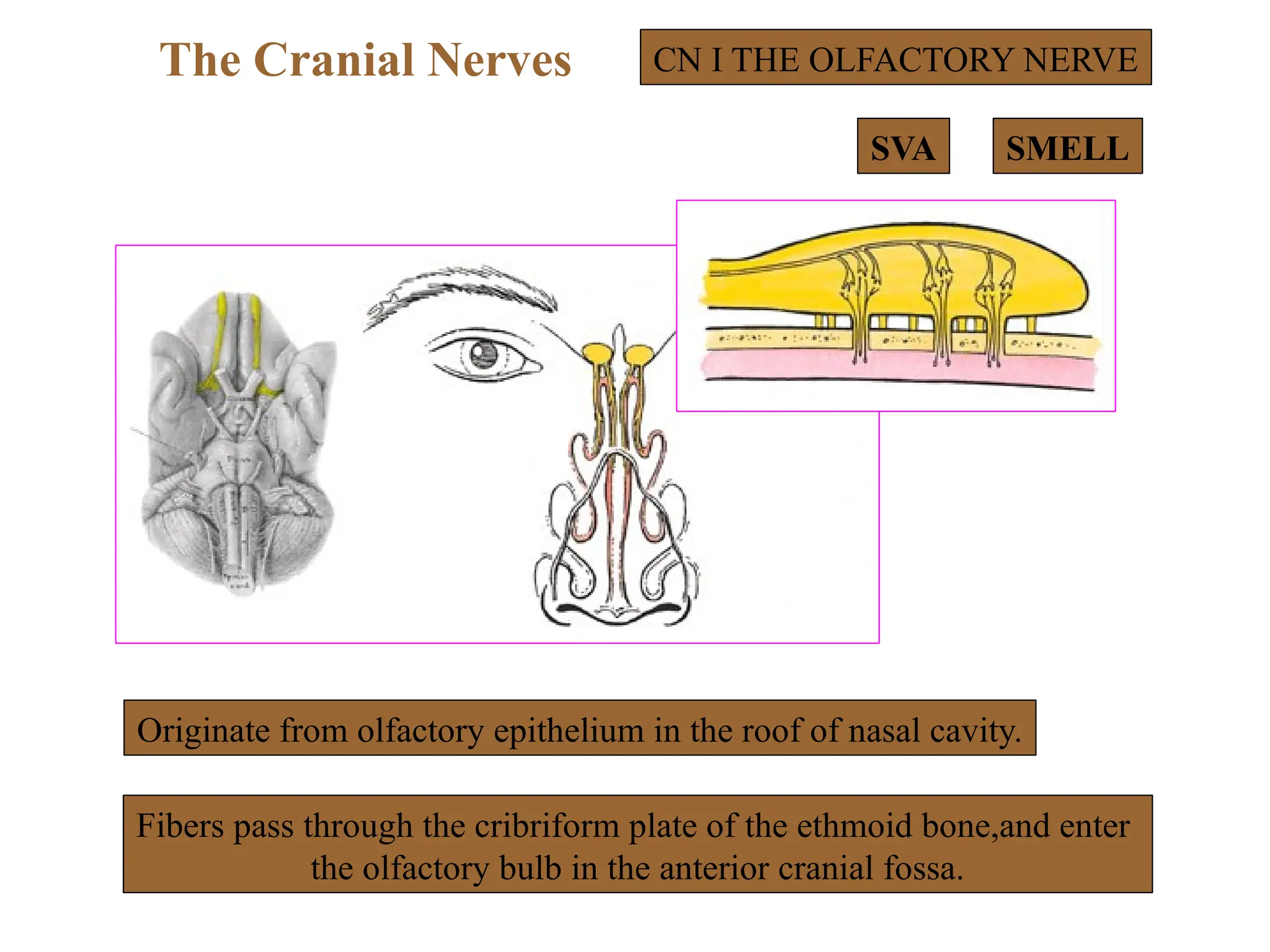 21. Anatomy of the cranial Nerves-1.pptx