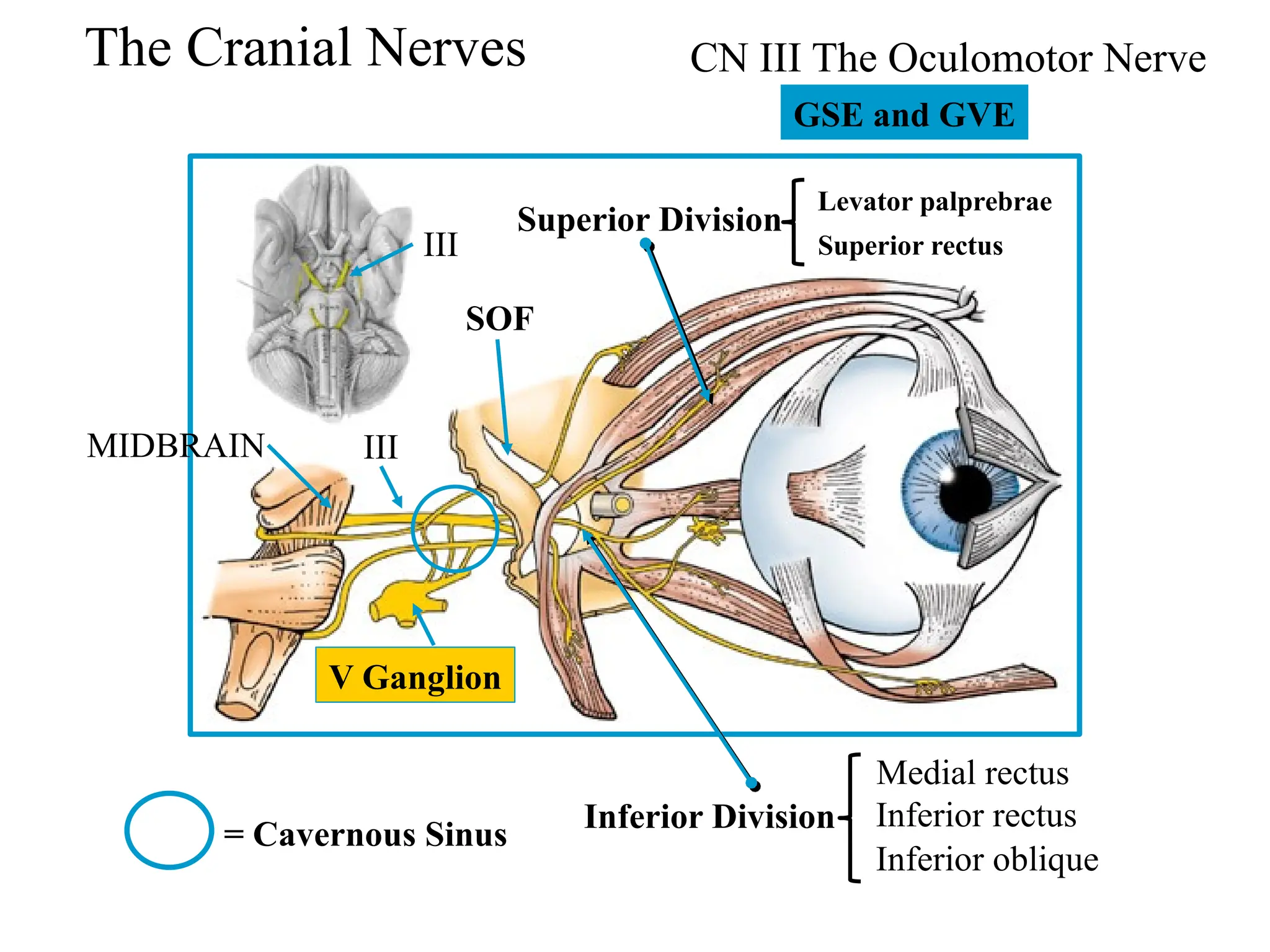 21. Anatomy of the cranial Nerves-1.pptx