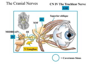 21. Anatomy of the cranial Nerves-1.pptx