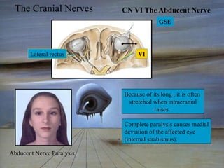 21. Anatomy of the cranial Nerves-1.pptx